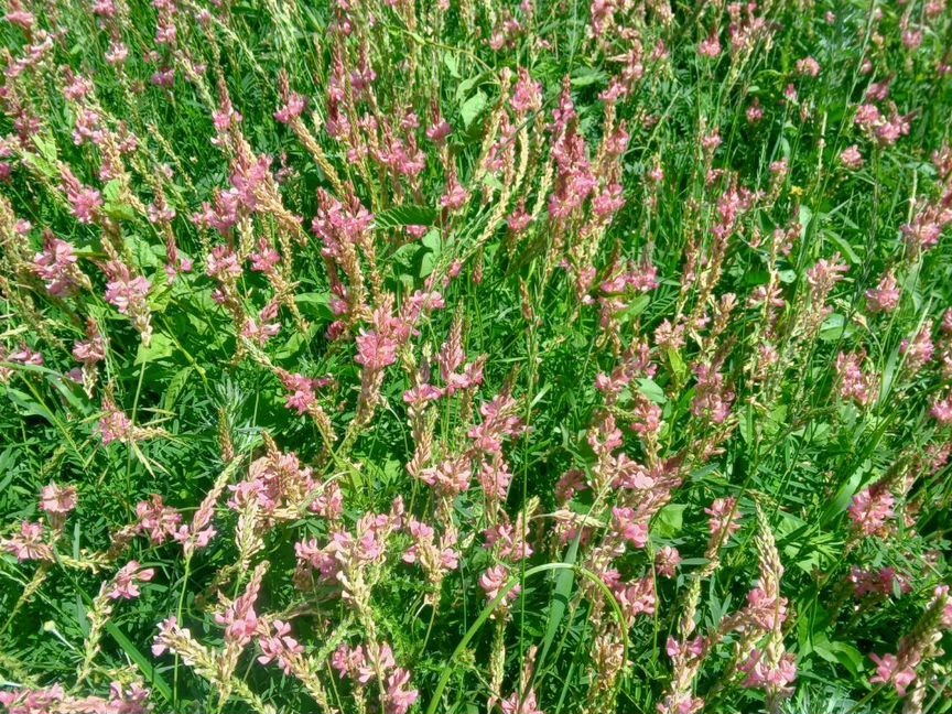 Сено,зерно доставка