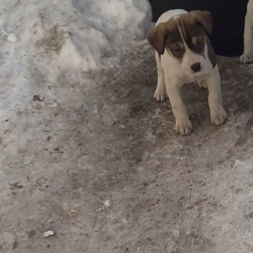 Отдаем щенков