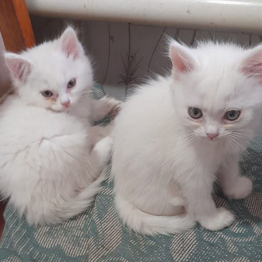 Кошка турецкая ангора