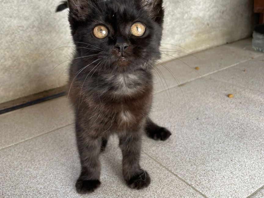 Котенок мальчик в добрые мамаммальчик