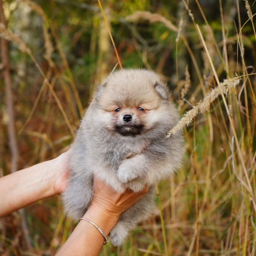 Померанское счастье