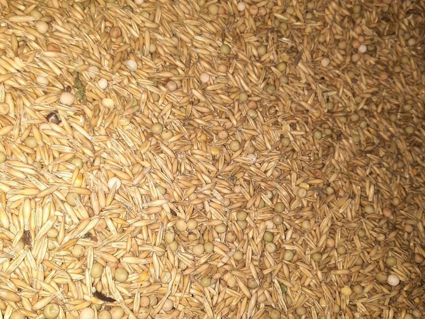 Пшеница, ячмень, овес с горохом, солома