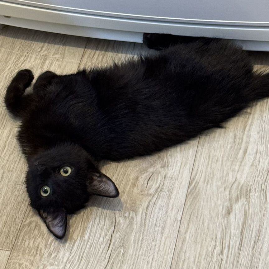 Отдам в добрые руки кота