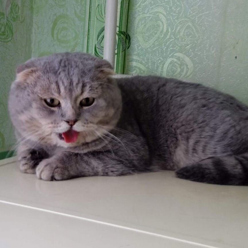 Шотландский красавчик ждёт тебя
