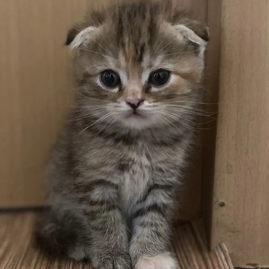 Шотландский вислоухий длинношёрстный котёнок