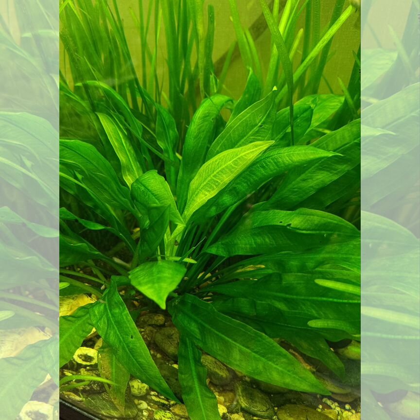 Эхинодорус