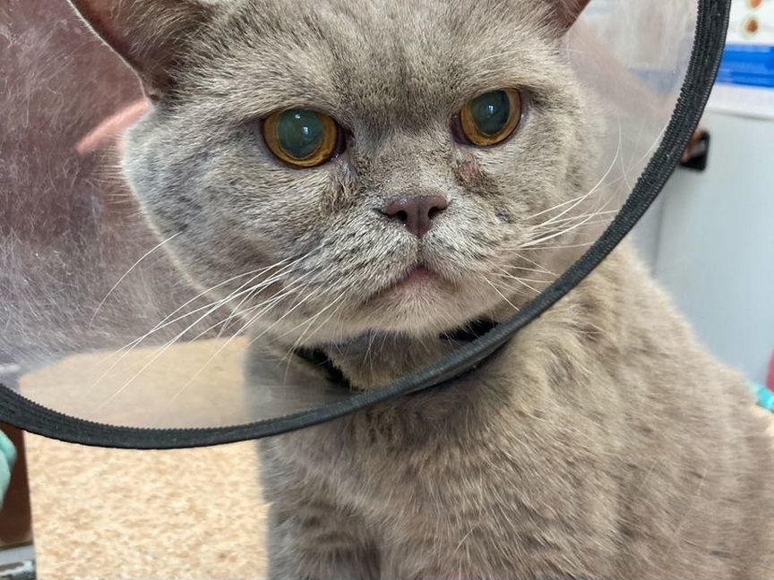 Котика принесли на усыпление