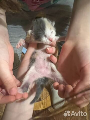 Котёнок