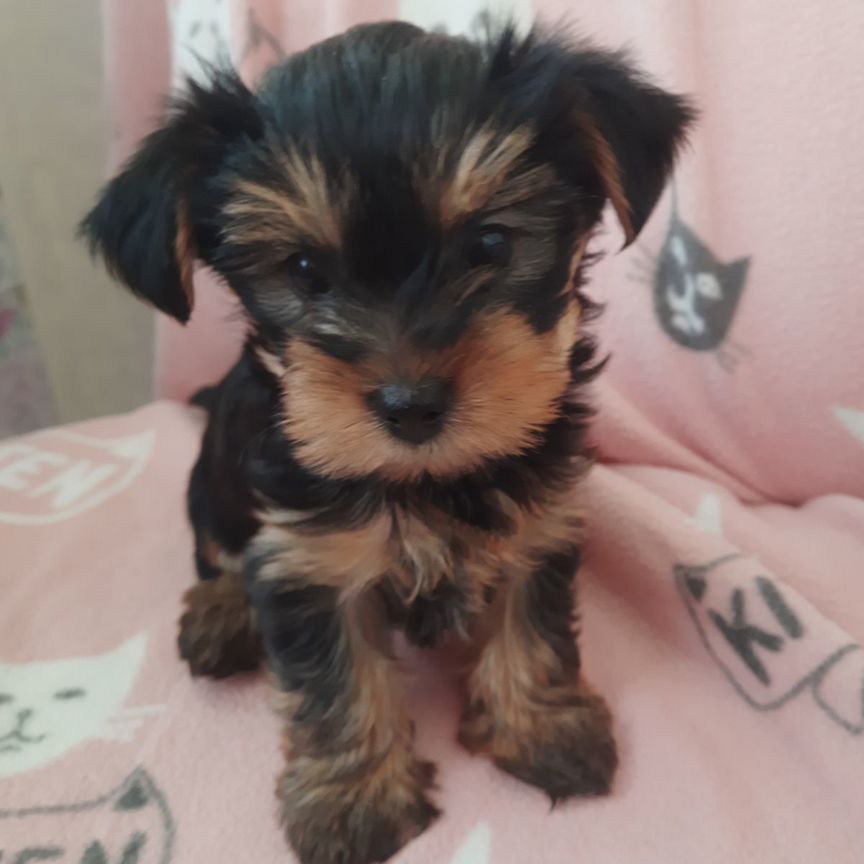 Йоркширский терьер, щенок