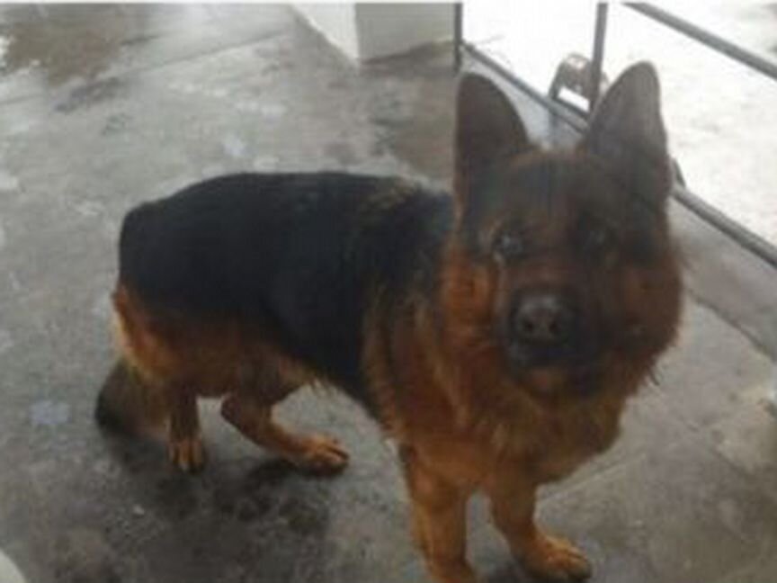 Найдена собака немецкая овчарка