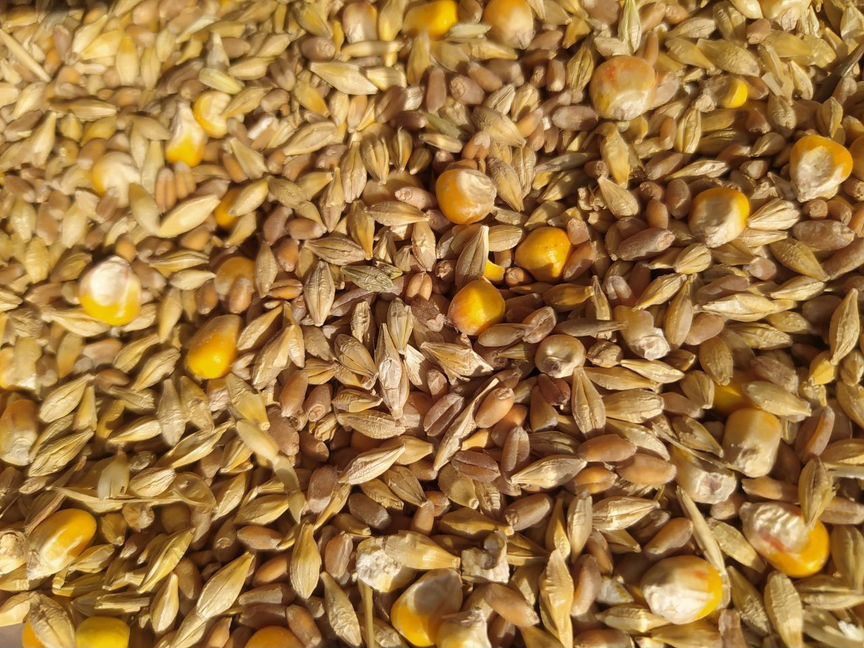 Зерносмесь уц2-3 цельная (пшен, ячм, кук), 10 кг