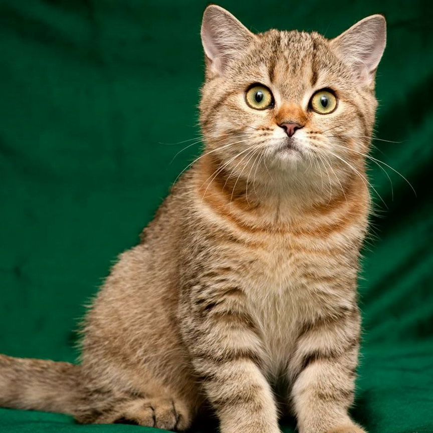 Британский короткошёрстный котёнок