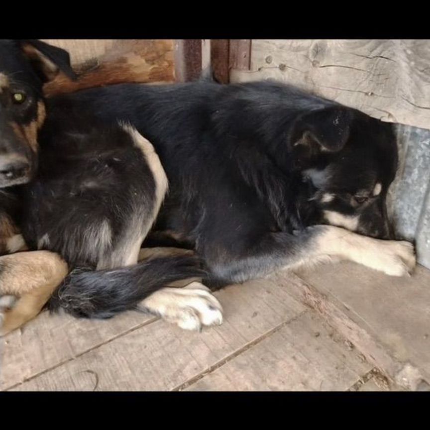 Взрослая собака в добрые руки