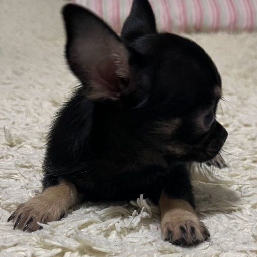 Чихуахуа мини