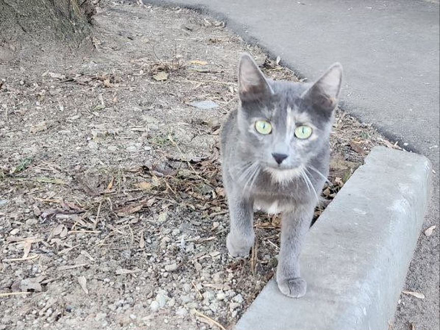Котята в добрые руки москва