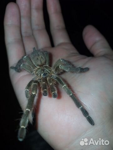 Паук птицеед Pterinochilus murinus DCF Kigoma купить в Рязани ...
