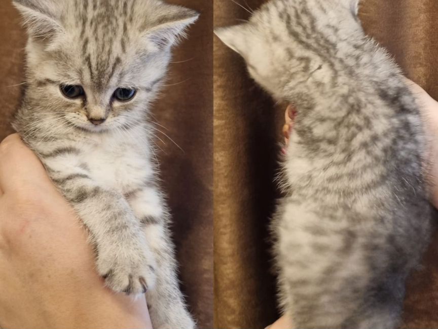 Британские котята