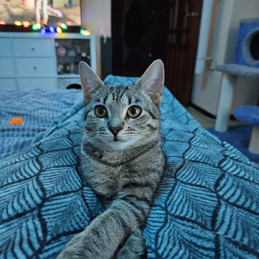Котенок Пуля в ответственные руки