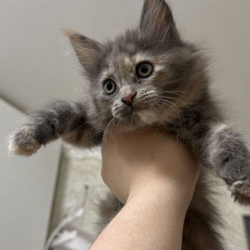 Мейн-кун котёнок