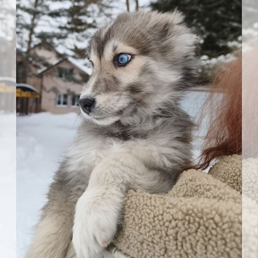 Сибирский хаски, щенок