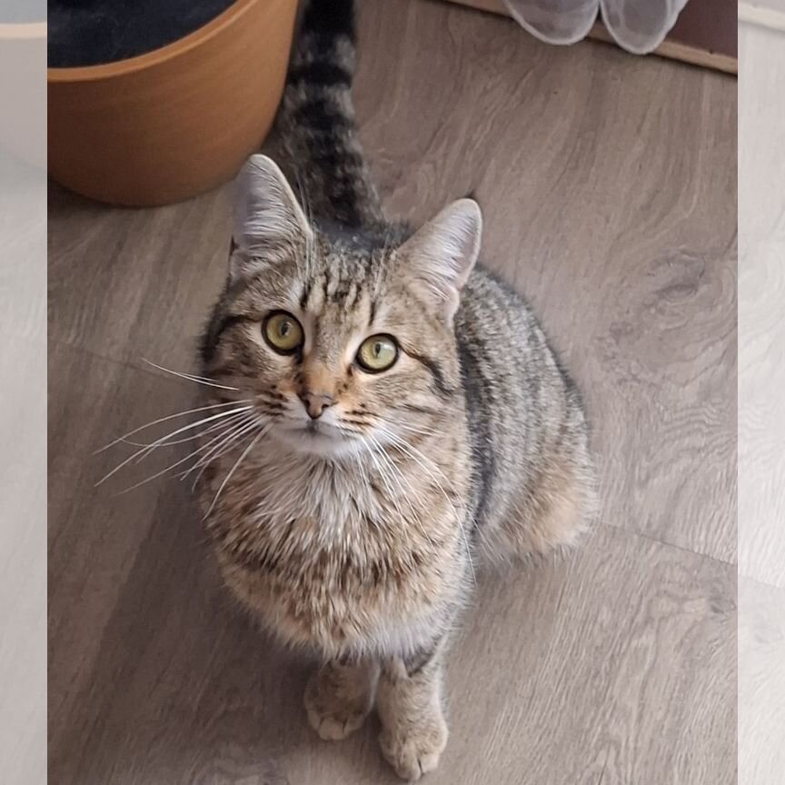 Котик 6 месяцев в добрые руки