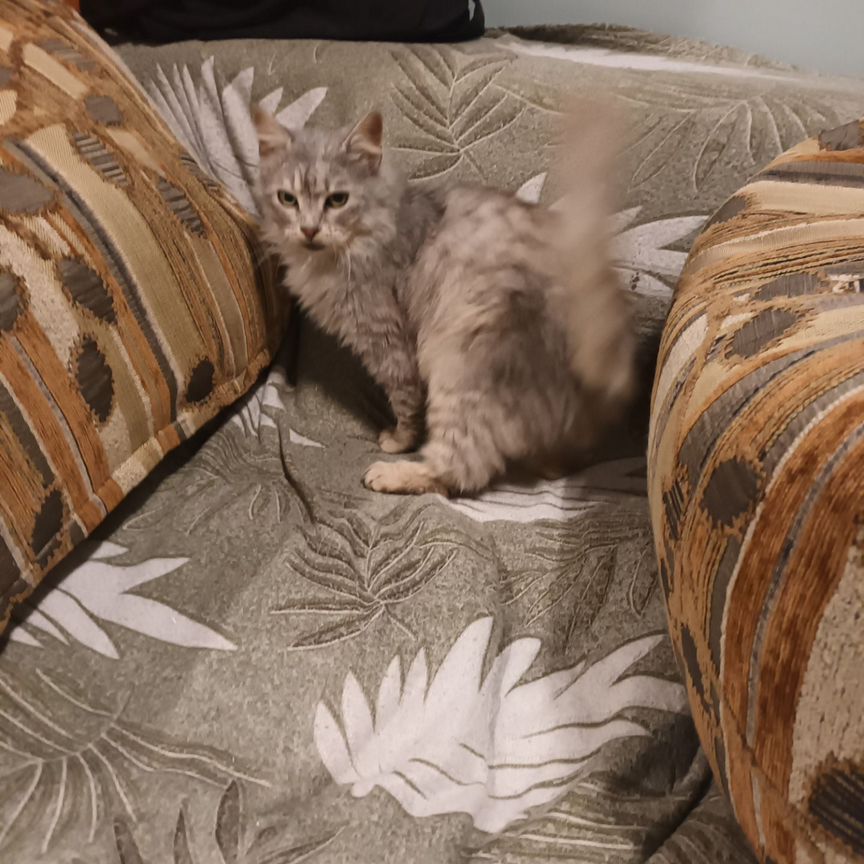 Найдена кошка