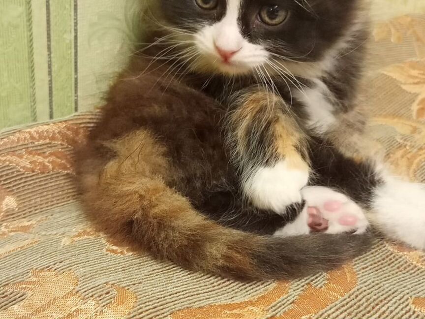 Котята