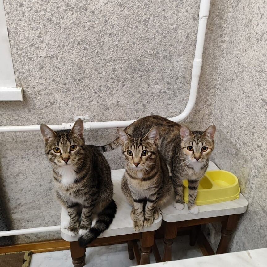 Котята в добрые руки