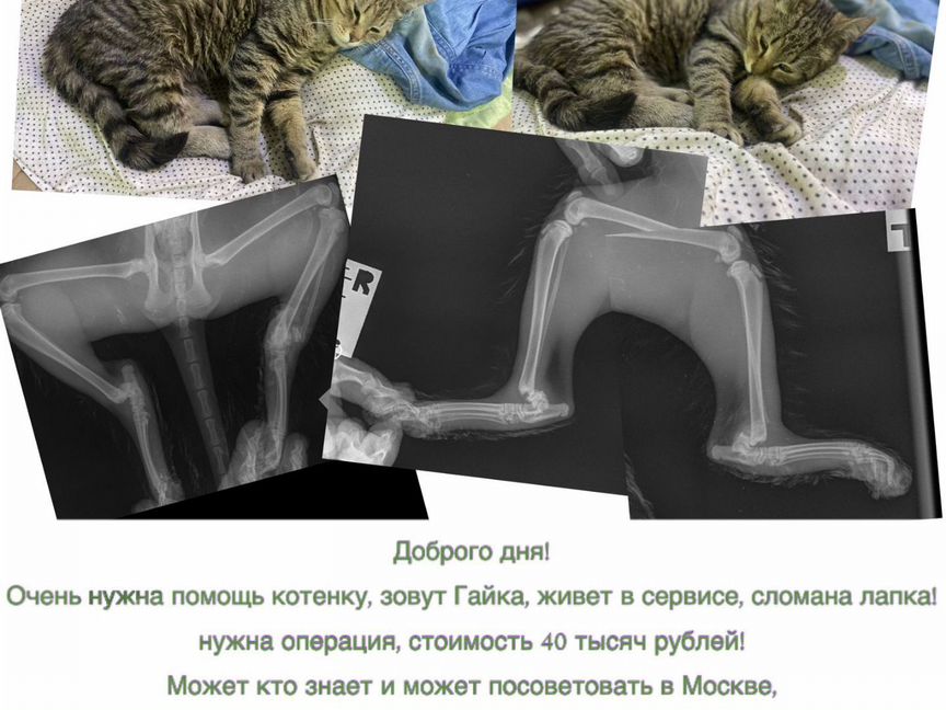 Помогите спасти Гайку