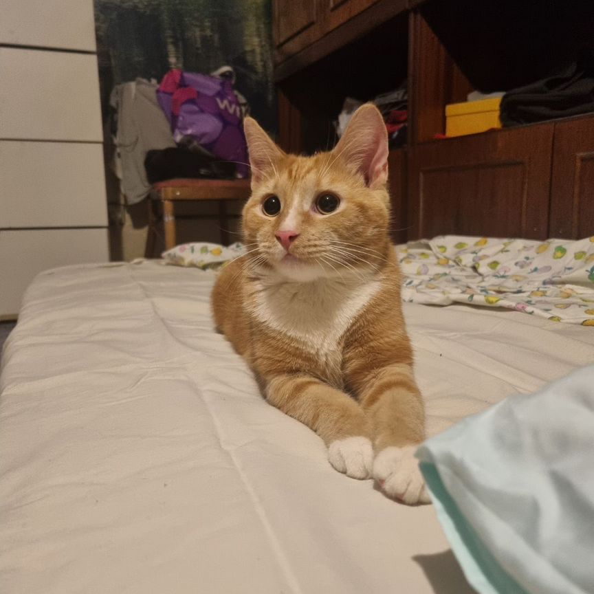 Котёнок в добрые руки