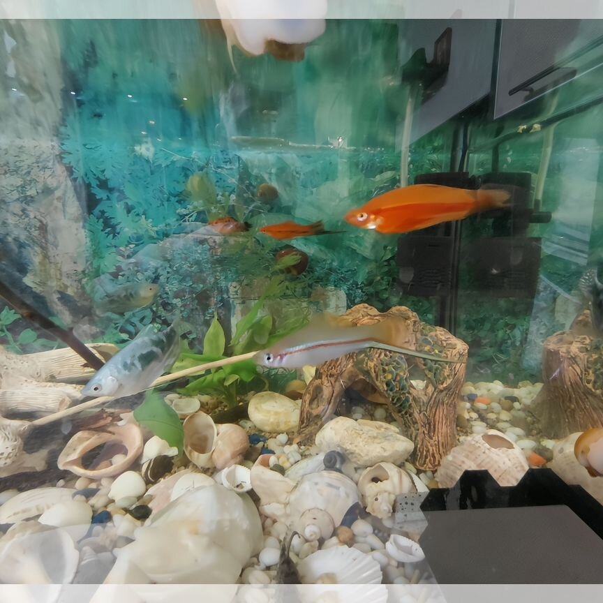 Аквариумные рыбки