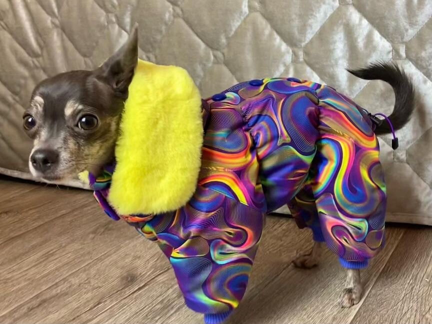 Комбинезон для маленькиж собак на заказ