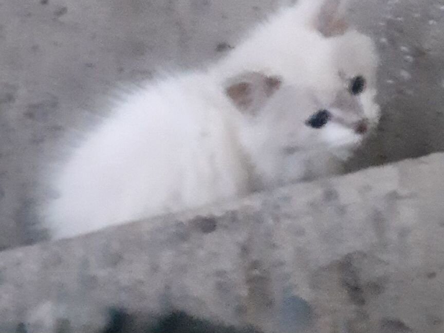 Симский пушистик в добрые руки.1,5 мес