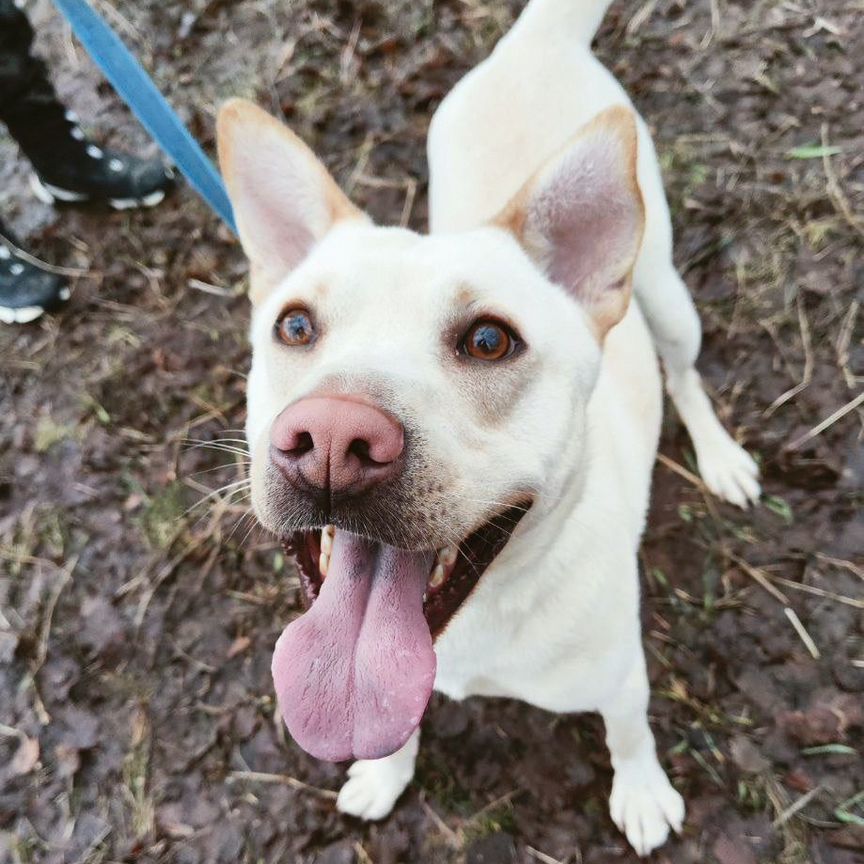 Чудесный Мираж ищет дом