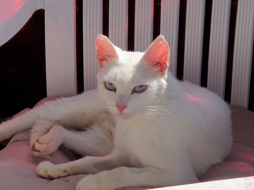 Молоденькая кошечка - отличный компаньон по жизни