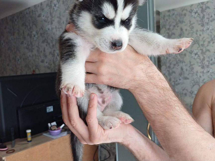 Сибирский хаски