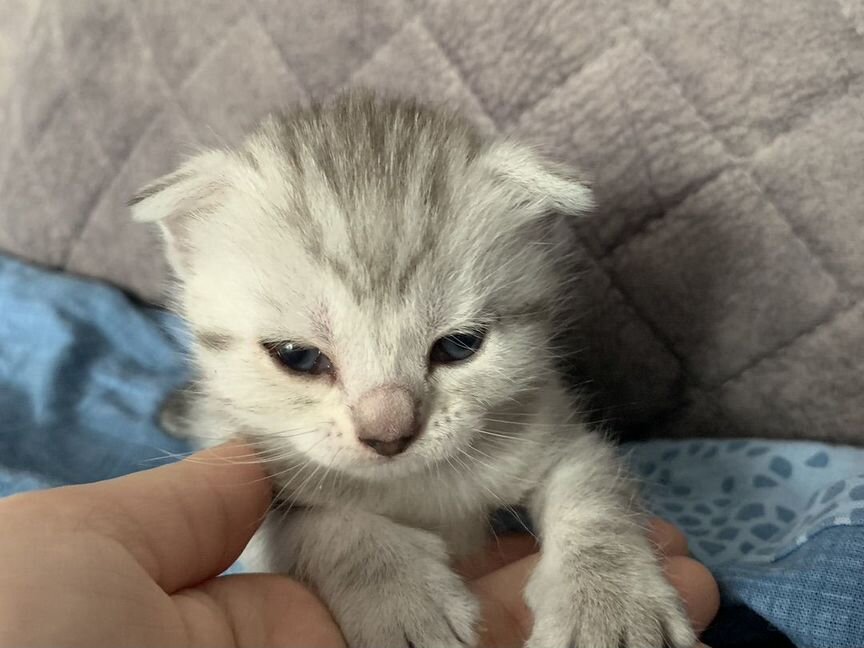 Шотландские котята