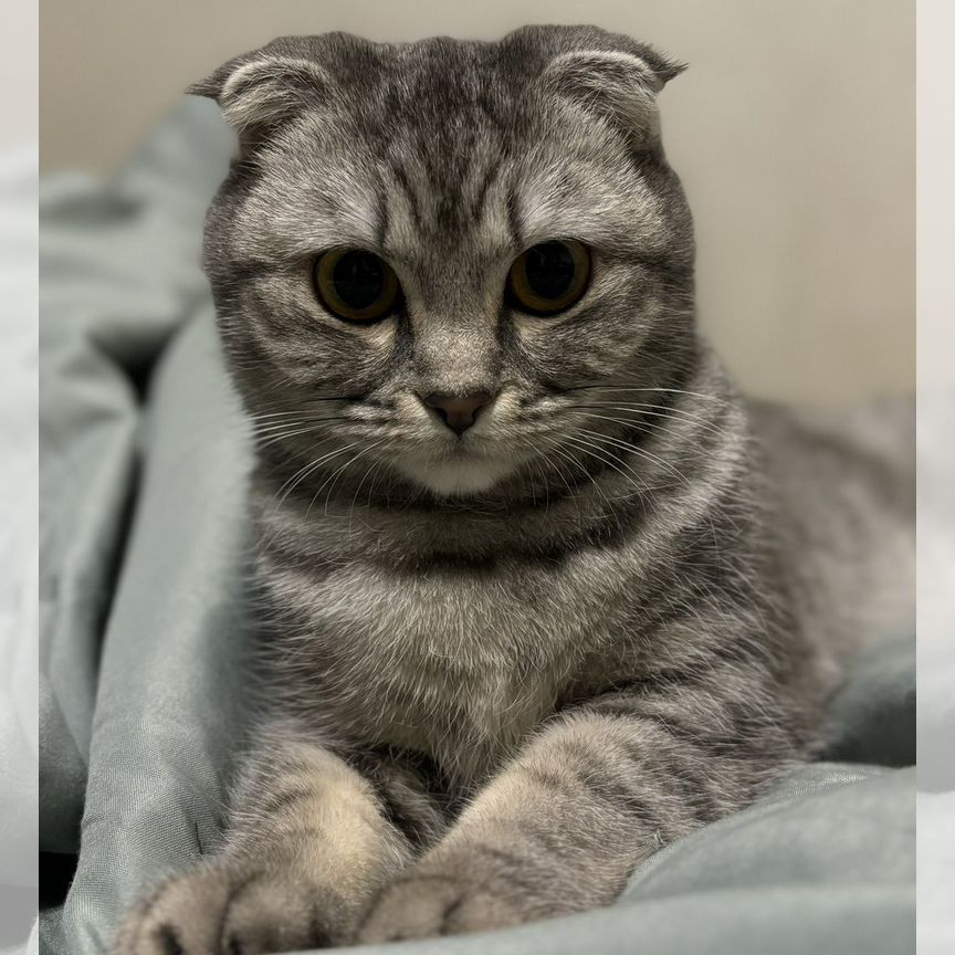 Кошка шатланская вислоухая