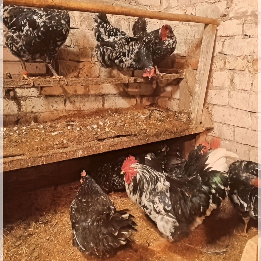 Ин яйцо мраморный австролоп