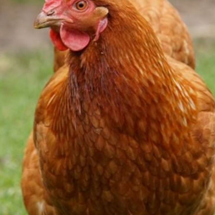 Куры несушки