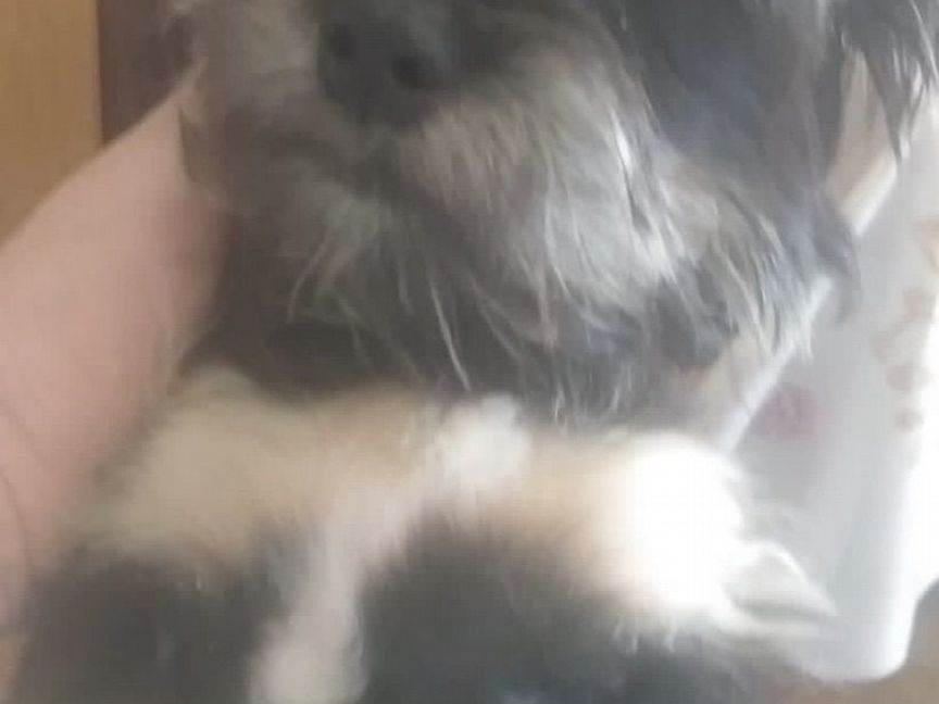 Маленькая Пуша в поисках дома