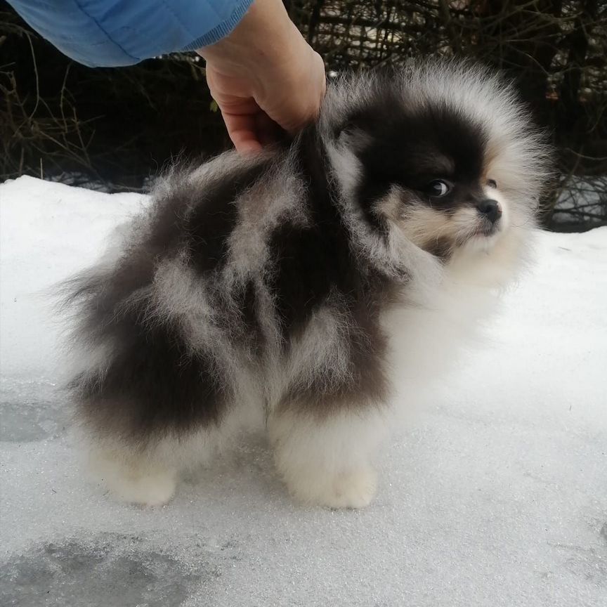 Мерле шпиц