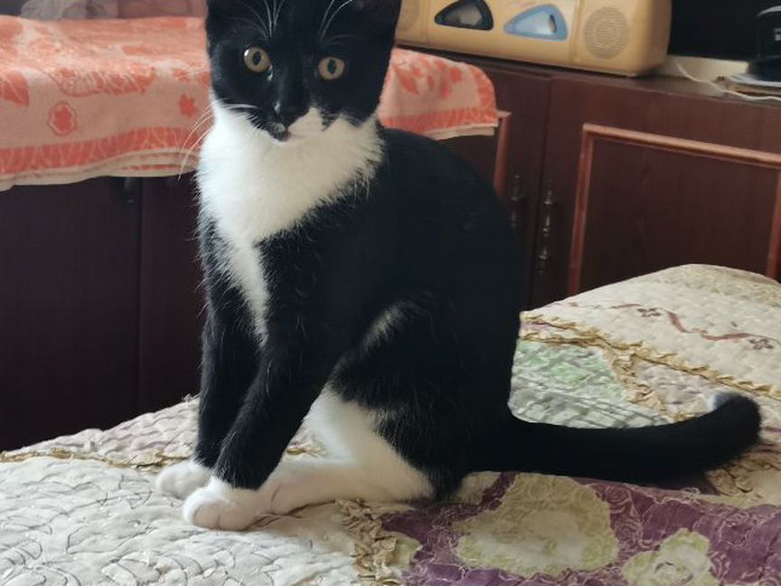 Кошка