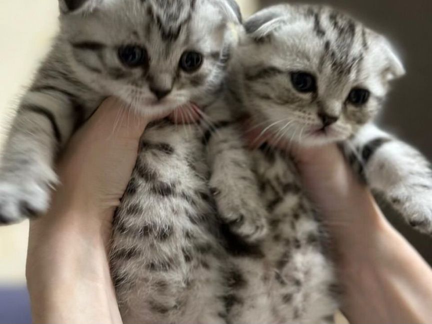Британские котята