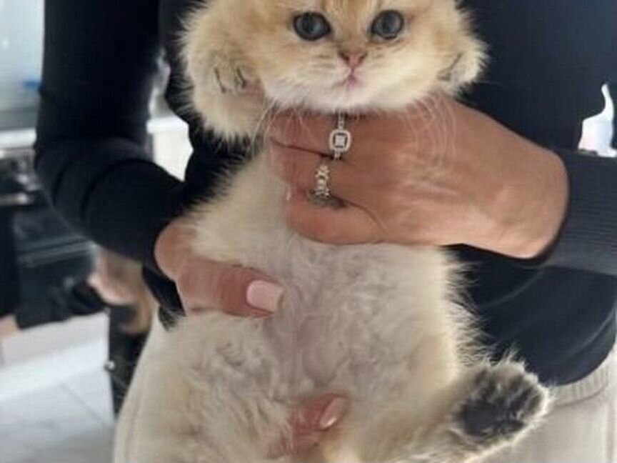 Котёнок мальчик Золотая шиншилла