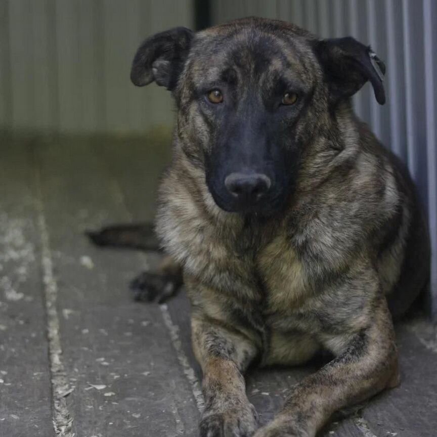 Собака в добрые руки