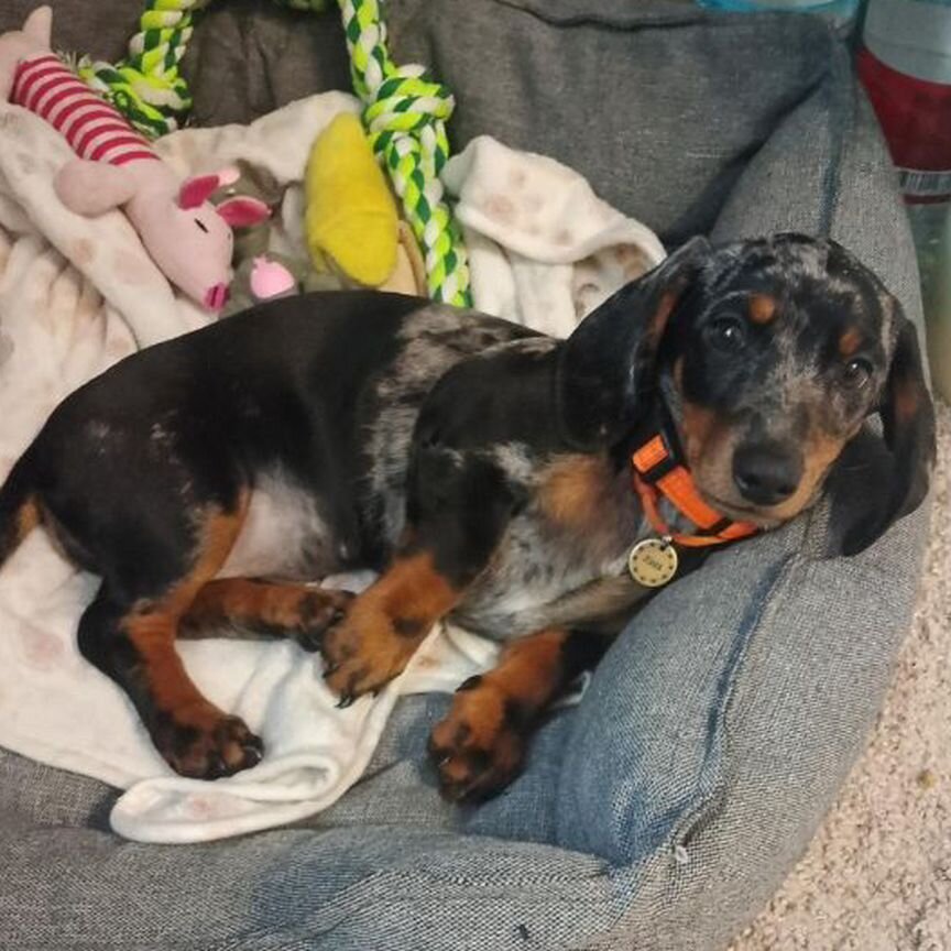 Такса, щенок