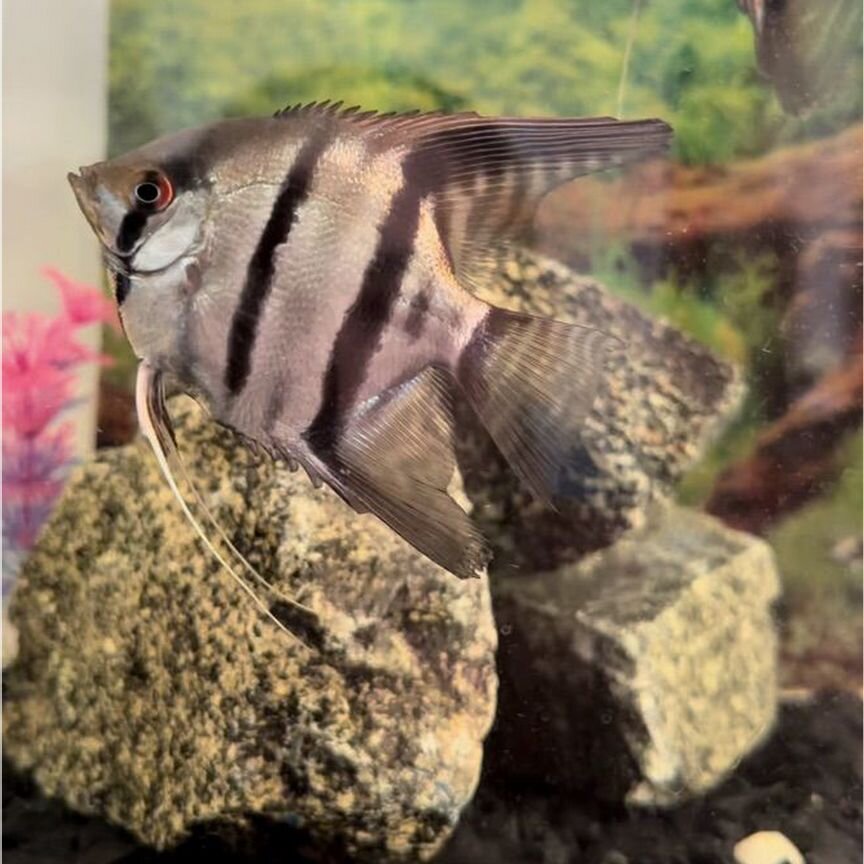 Аквариум 60 литров