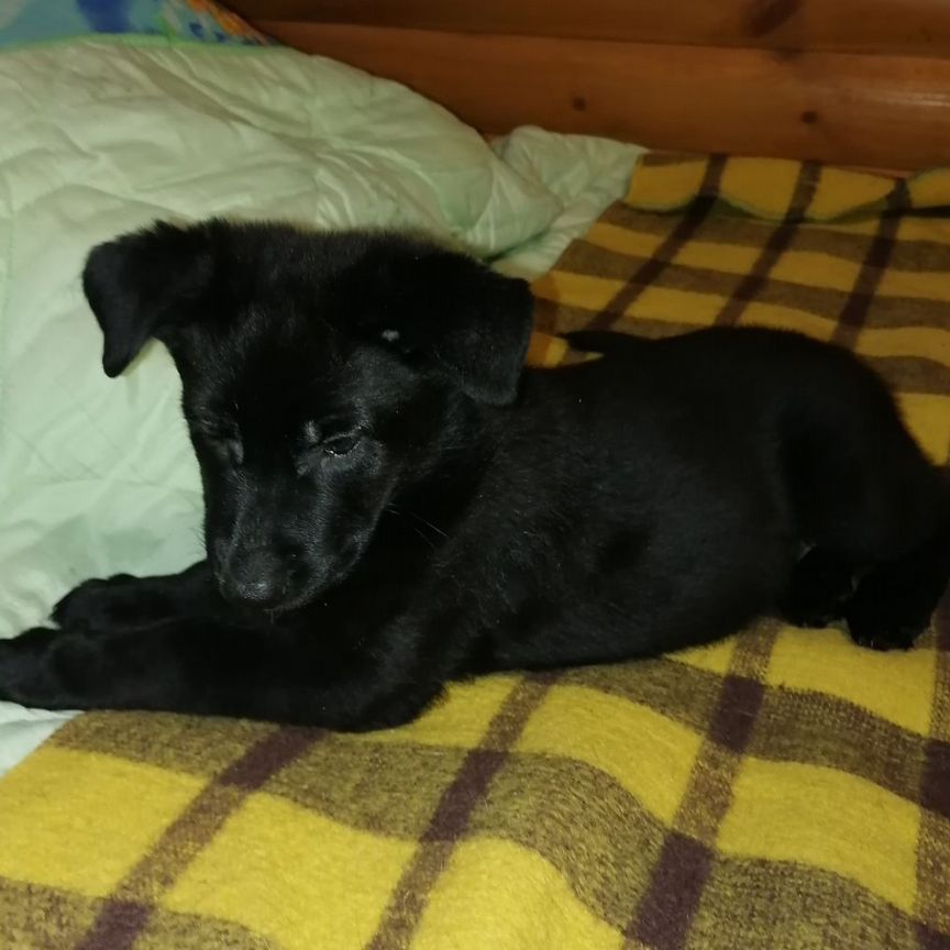 Немецкая овчарка, щенок