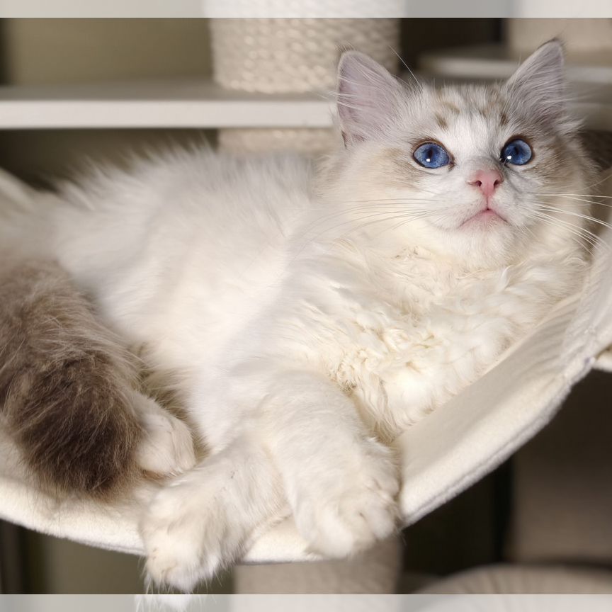 Рэгдолл котёнок